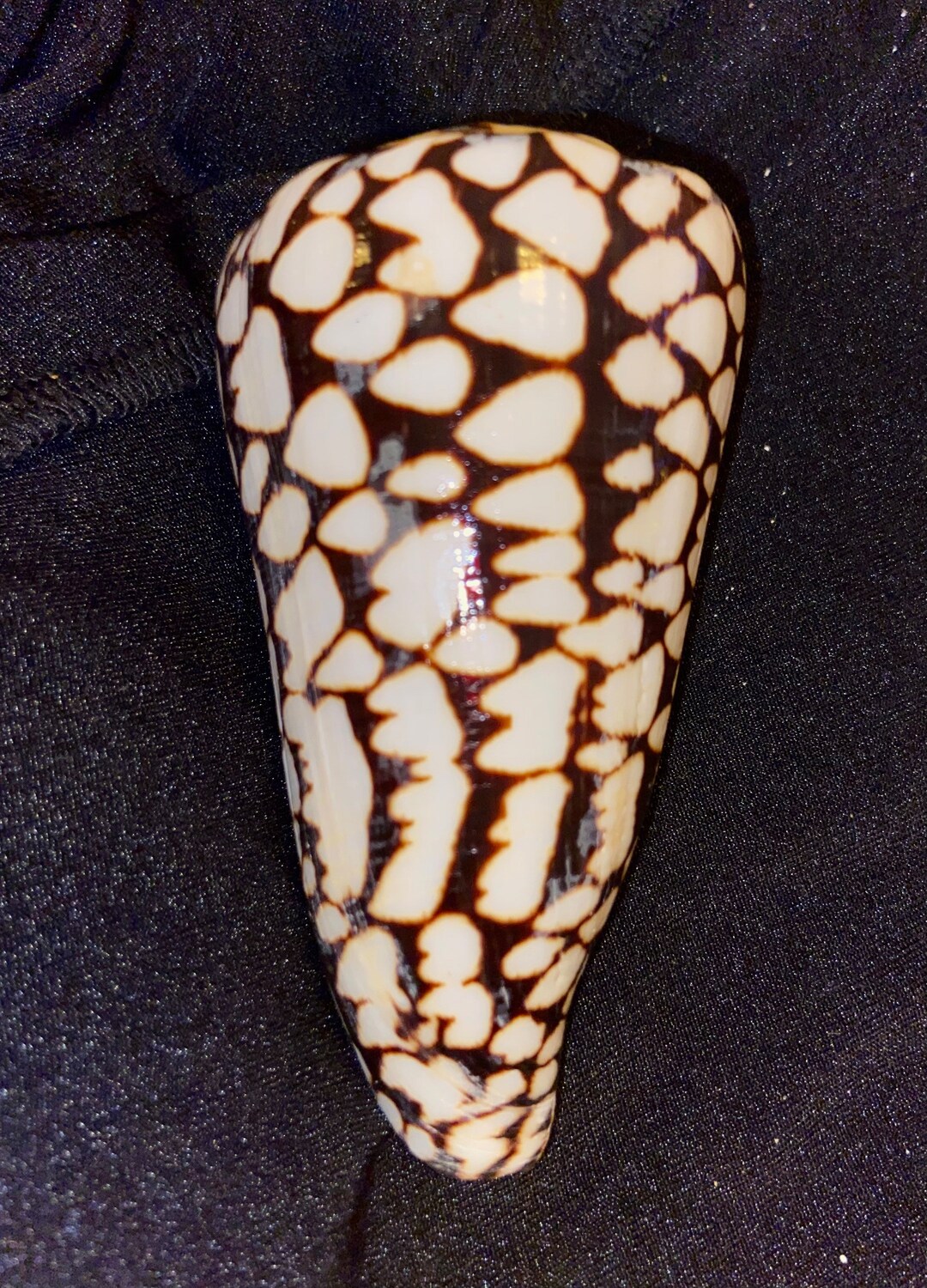 Marble Cone Shell From Kauai Aquarium Crafts Hermit Crab - Etsy