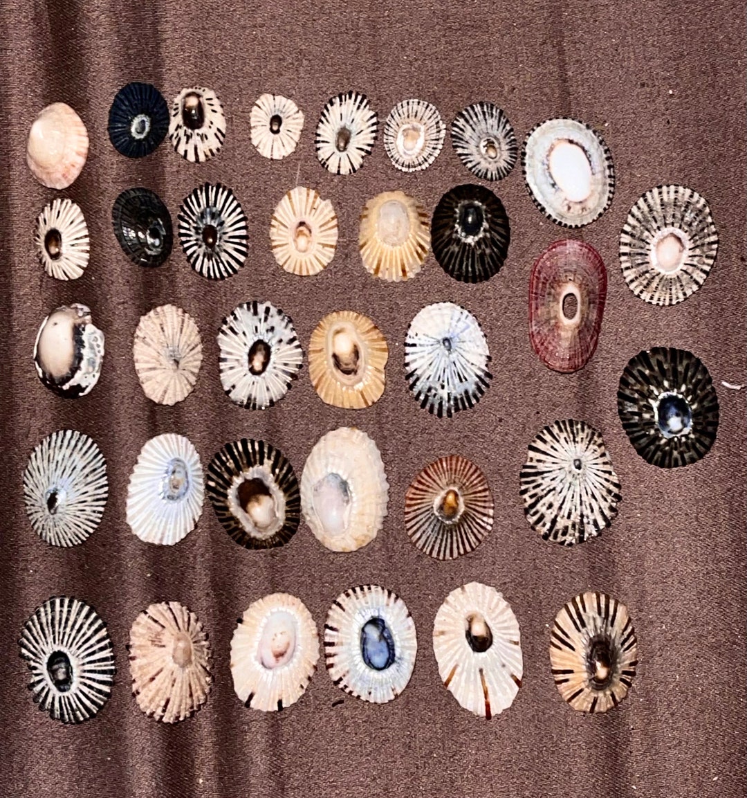 Hawaiian Opihi Limpet Shells for Pendants From Kauai Sm-med 32 - Etsy