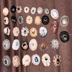 Hawaiian Opihi Limpet Shells for Pendants From Kauai Sm-med 32 - Etsy