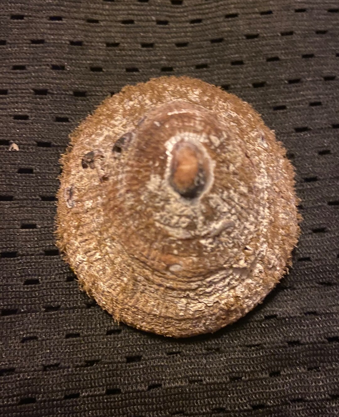 Hawaiian Opihi Limpet Shell Huge for Pendants From Kauai - Etsy