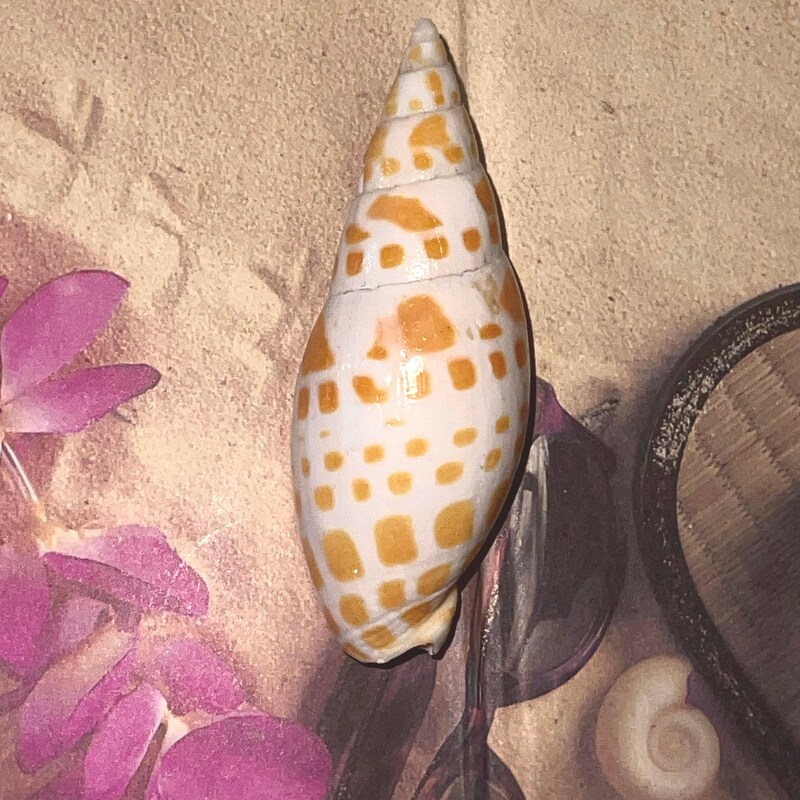 Rare Sea Shells - Etsy