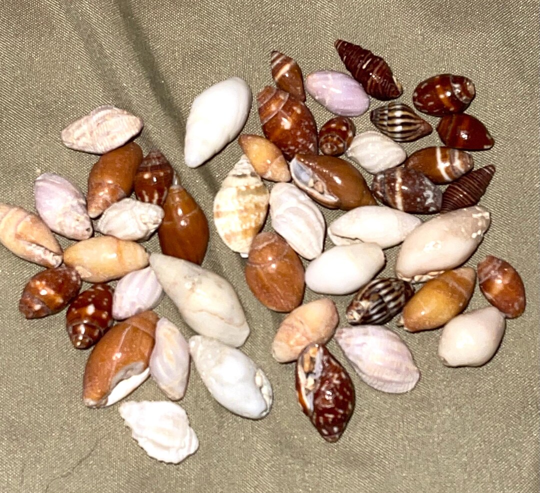 Niihau Laiki Miter Hawaiian Seashells Shells From Kauai - Etsy