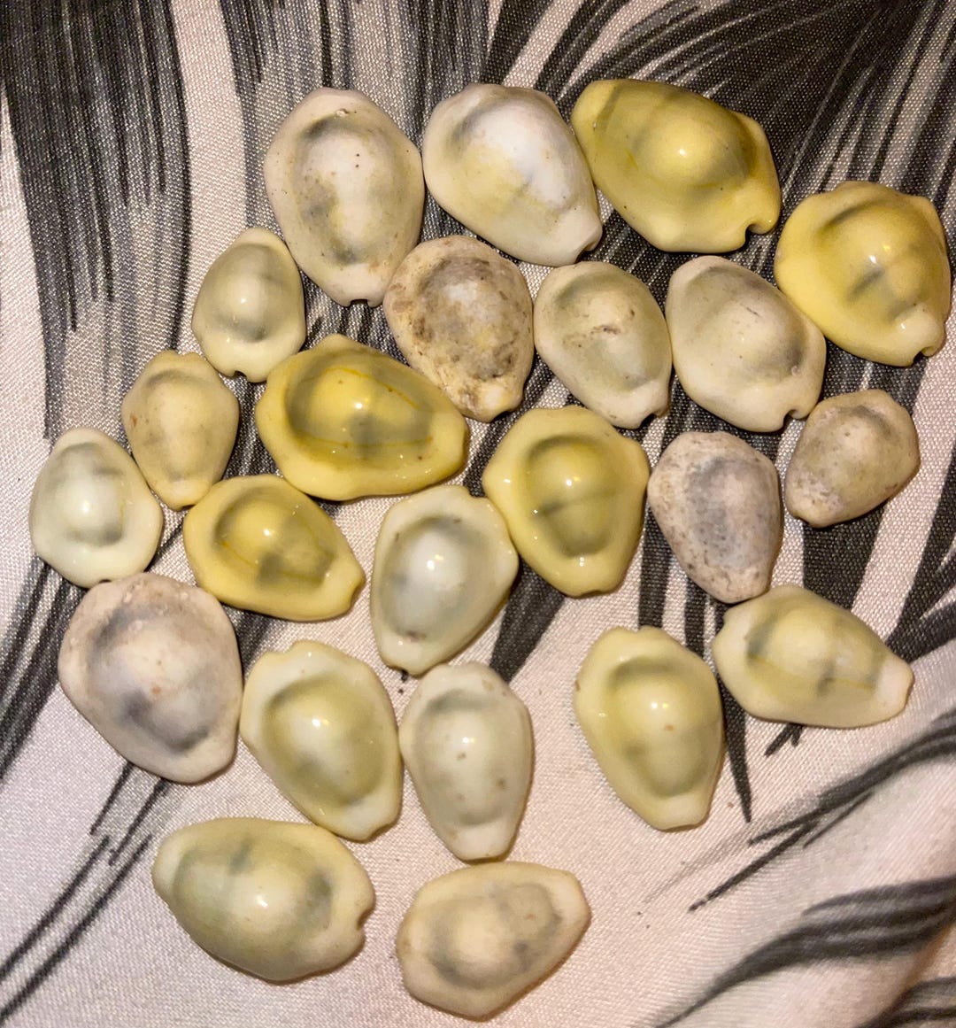 Cowrie Shells Hawaiian Cypraea Annulus or Money Cowries From Kauai - Etsy