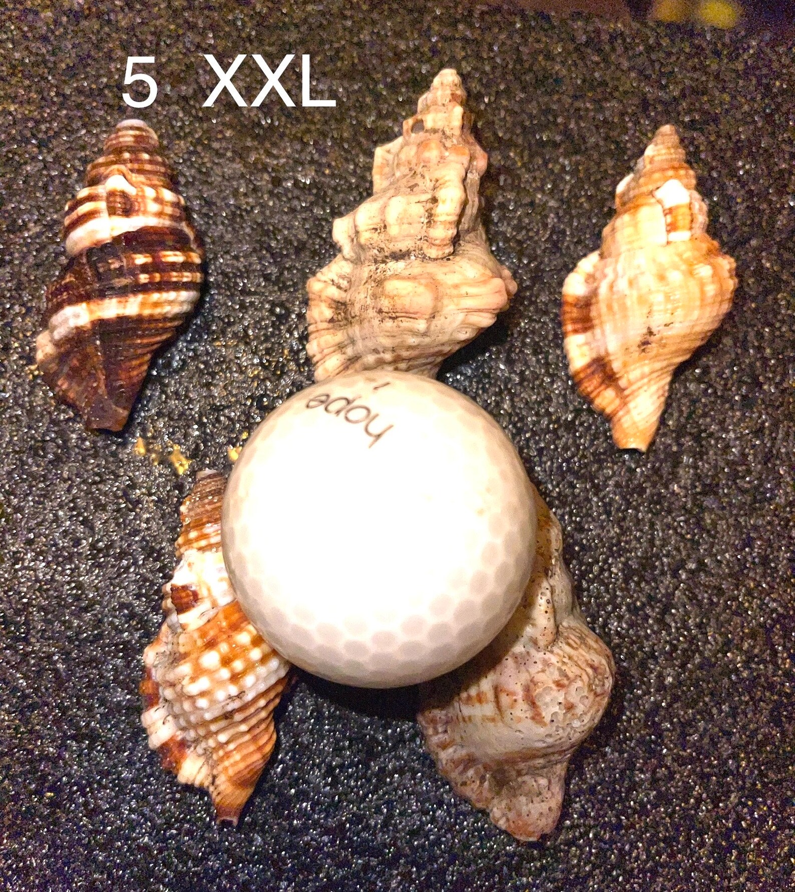 Triton Seashells From Kauai Lg-xxl Crafts Home Decor - Etsy