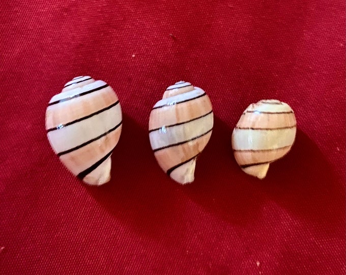 Hydatina Amplustre Pink Bubble Shells From Hawaii - Etsy