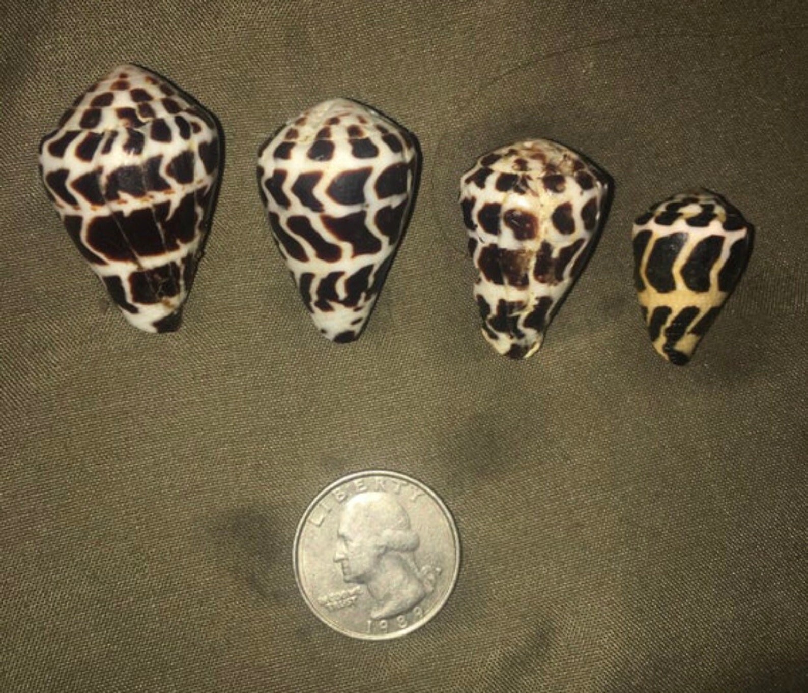 Cone Seashells Alphabet Hebrew Cones from Kauai Hermit Crab | Etsy