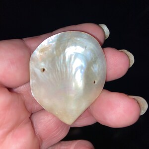 Hawaiian Handpicked Clam Spondylus Scallop Shells - Etsy
