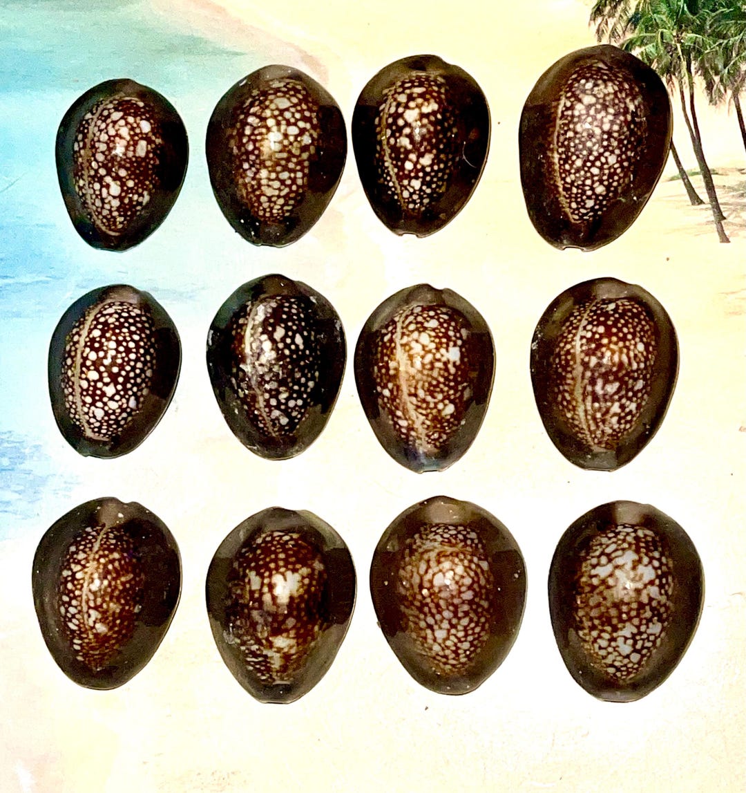 Cowrie Shells From Kauai Large Handpicked Genuine Hawaiian - Etsy