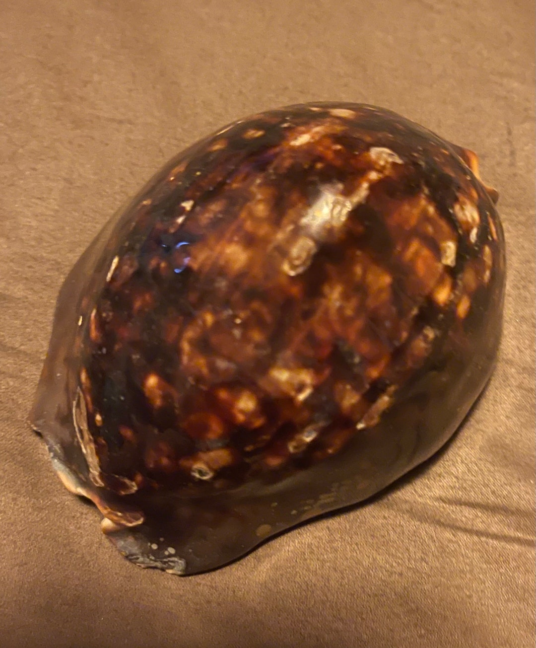 Hawaiian Cowrie Humpback Huge - Etsy