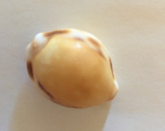 Checkered Cowrie Rare Cypraea Tessellata for Collectors From Kauai - Etsy