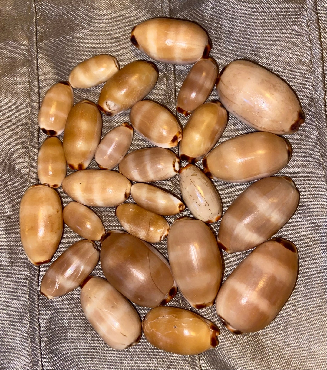 Seashells Genuine Hawaiian Isabel’s Cowrie From Kauai - Etsy