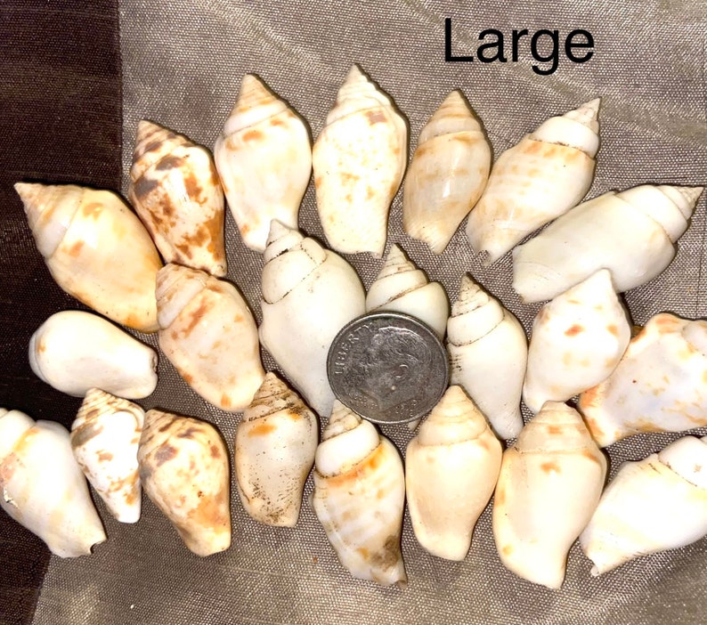 Alilea Hawaiian Seashells Spotted Strom Loose for Crafts and - Etsy