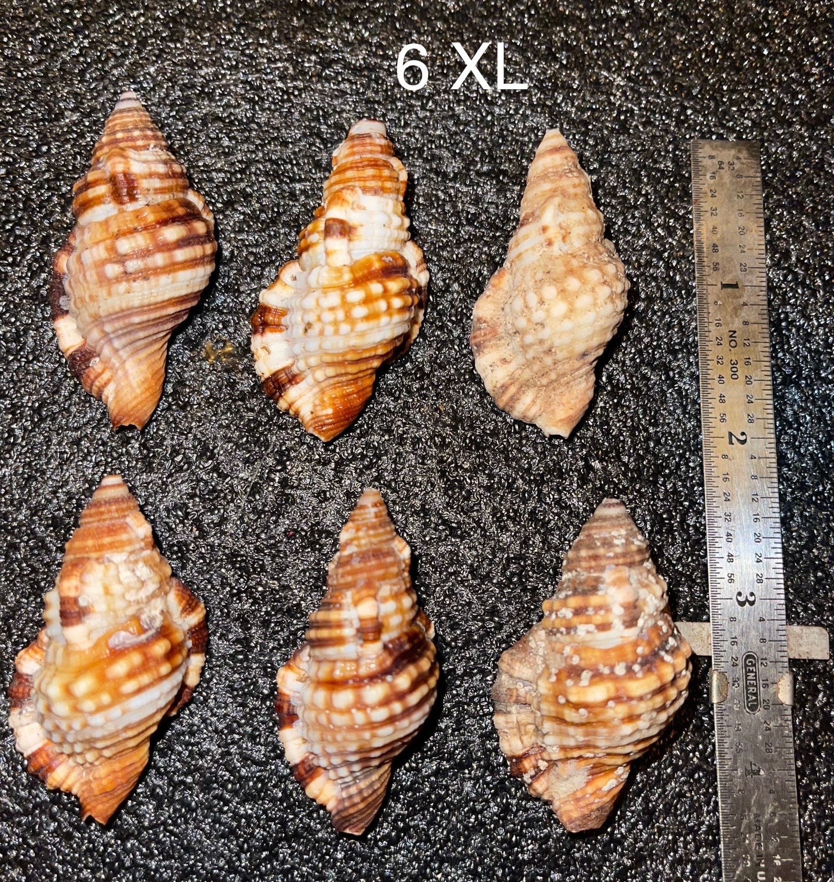 Triton Seashells From Kauai Lg-xxl Crafts Home Decor - Etsy