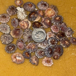 False Star Limpet Opihi Shells for Jewelry Making From Kauai - Etsy