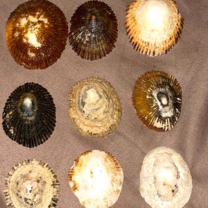 Hawaiian Opihi Limpet Shells 9 XL for Pendants From Kauai - Etsy