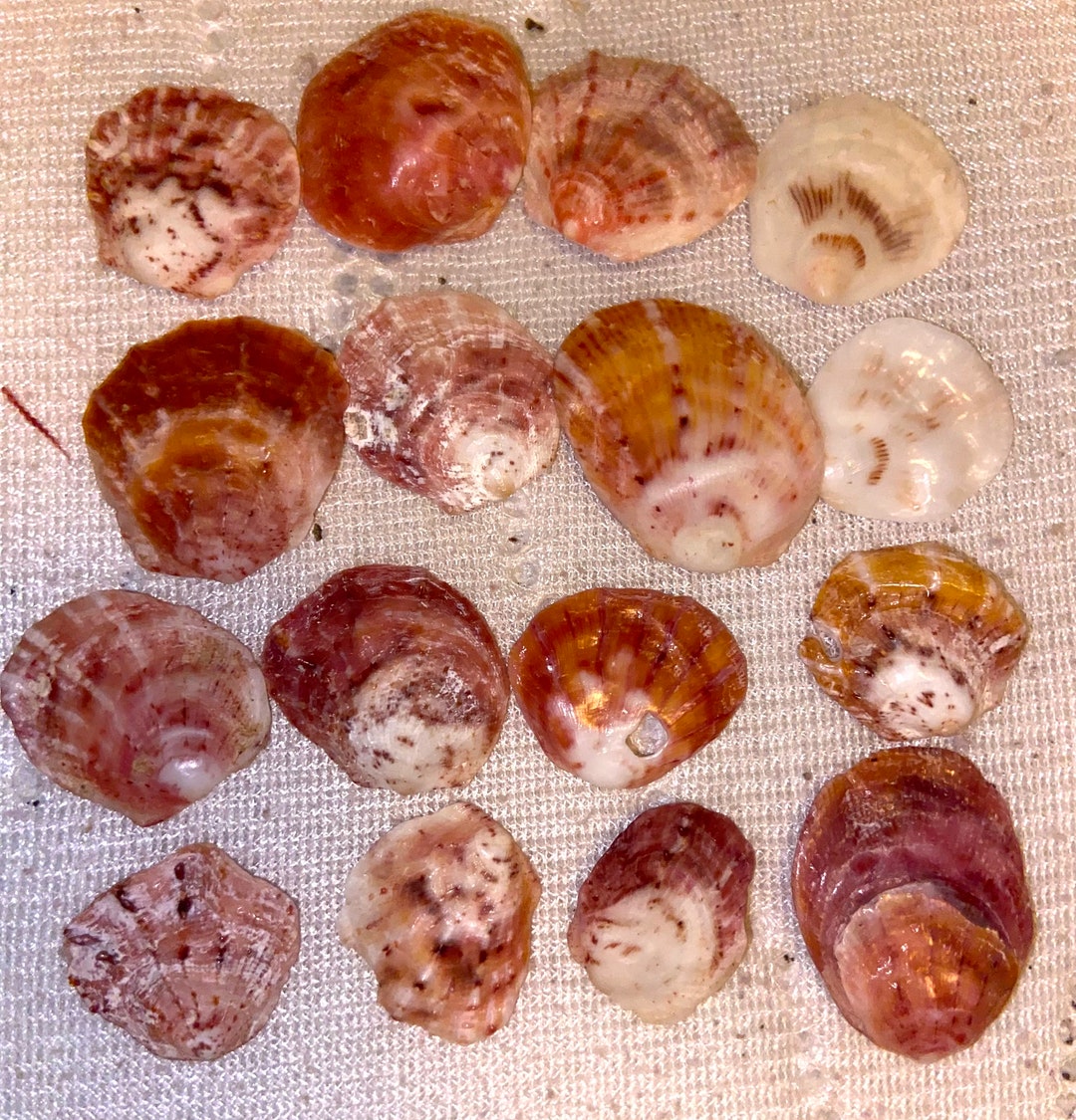 Hawaiian Spondylus Shells From Kauai - Etsy