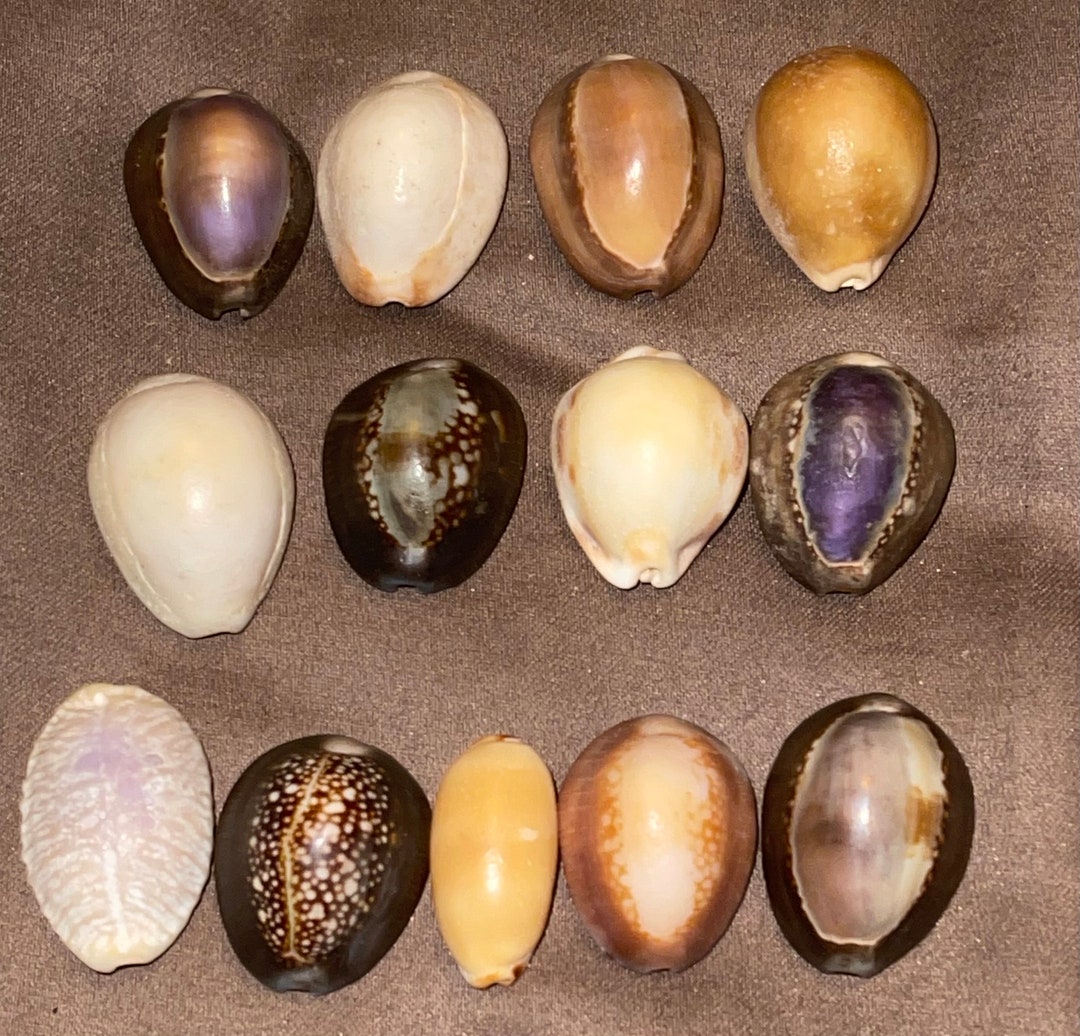 Cowrie Shells From Kauai Large Handpicked Genuine Hawaiian - Etsy