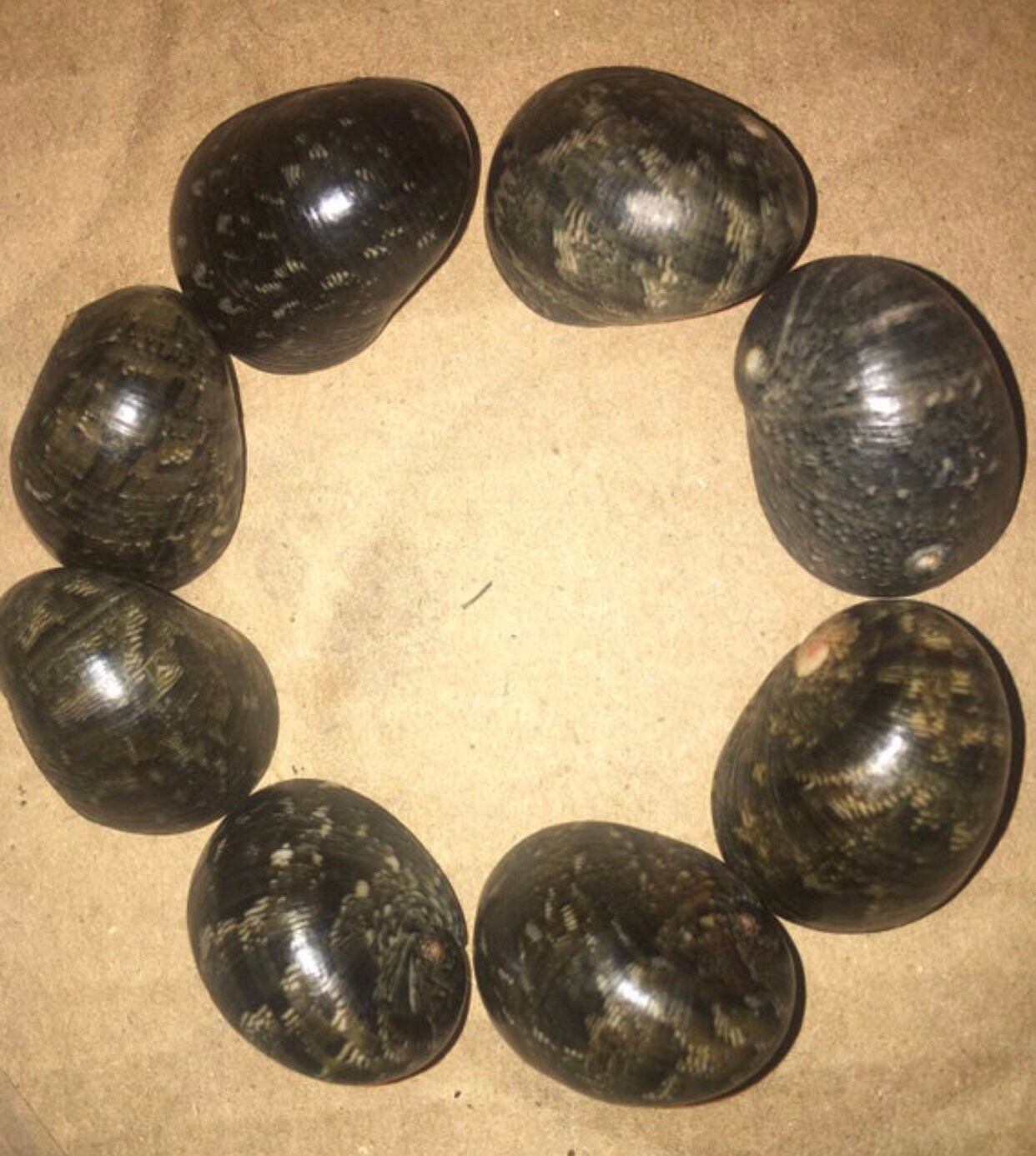 Kupee Shells Hawaiian Lei Nerite Polita 2X Collectors from | Etsy