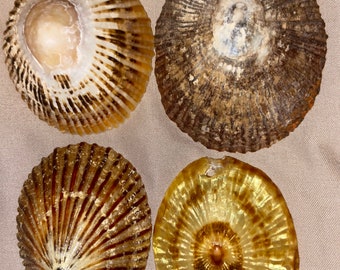 Hawaiian Opihi - Etsy