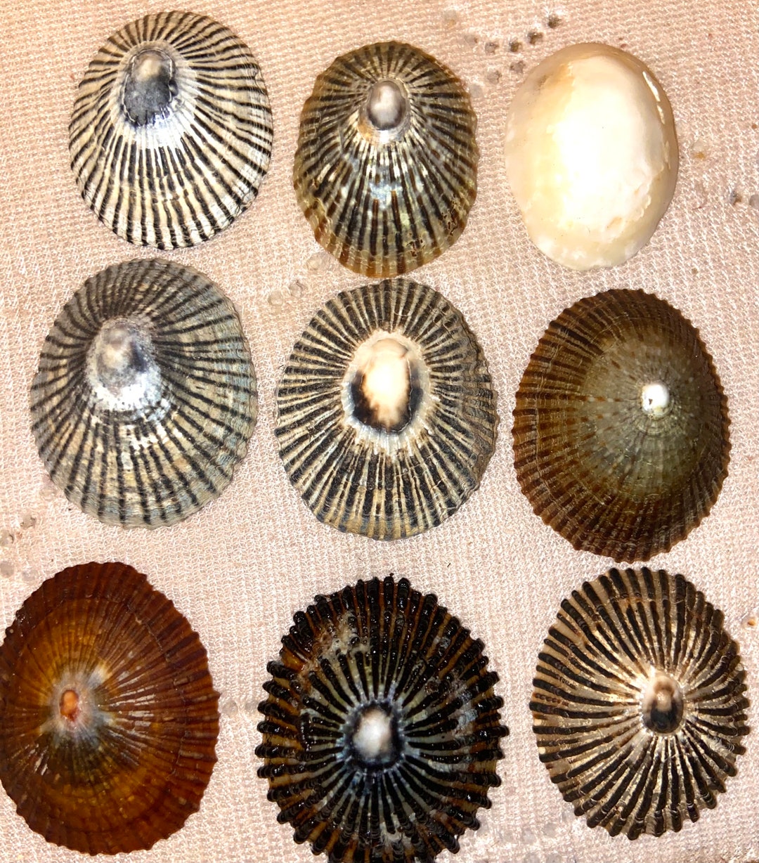 Hawaiian Opihi Limpet Shells for Pendants From Kauai 9 Lg/xl - Etsy