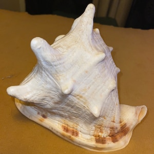 Giant Conch Shell Horned Helmet to Blow In - Etsy