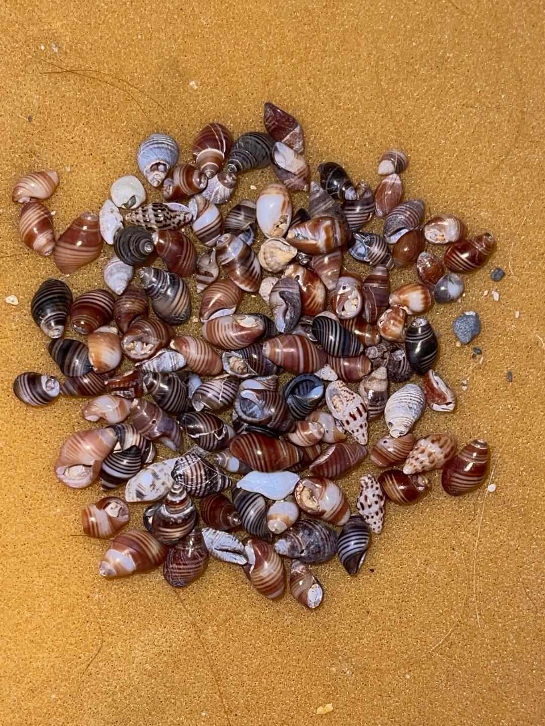 Laiki Miter Hawaiian Seashells Shells From Kauai - Etsy