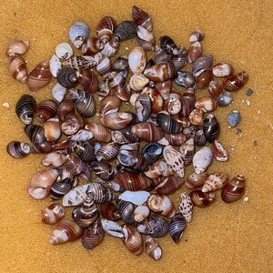Laiki Miter Hawaiian Seashells Shells From Kauai - Etsy
