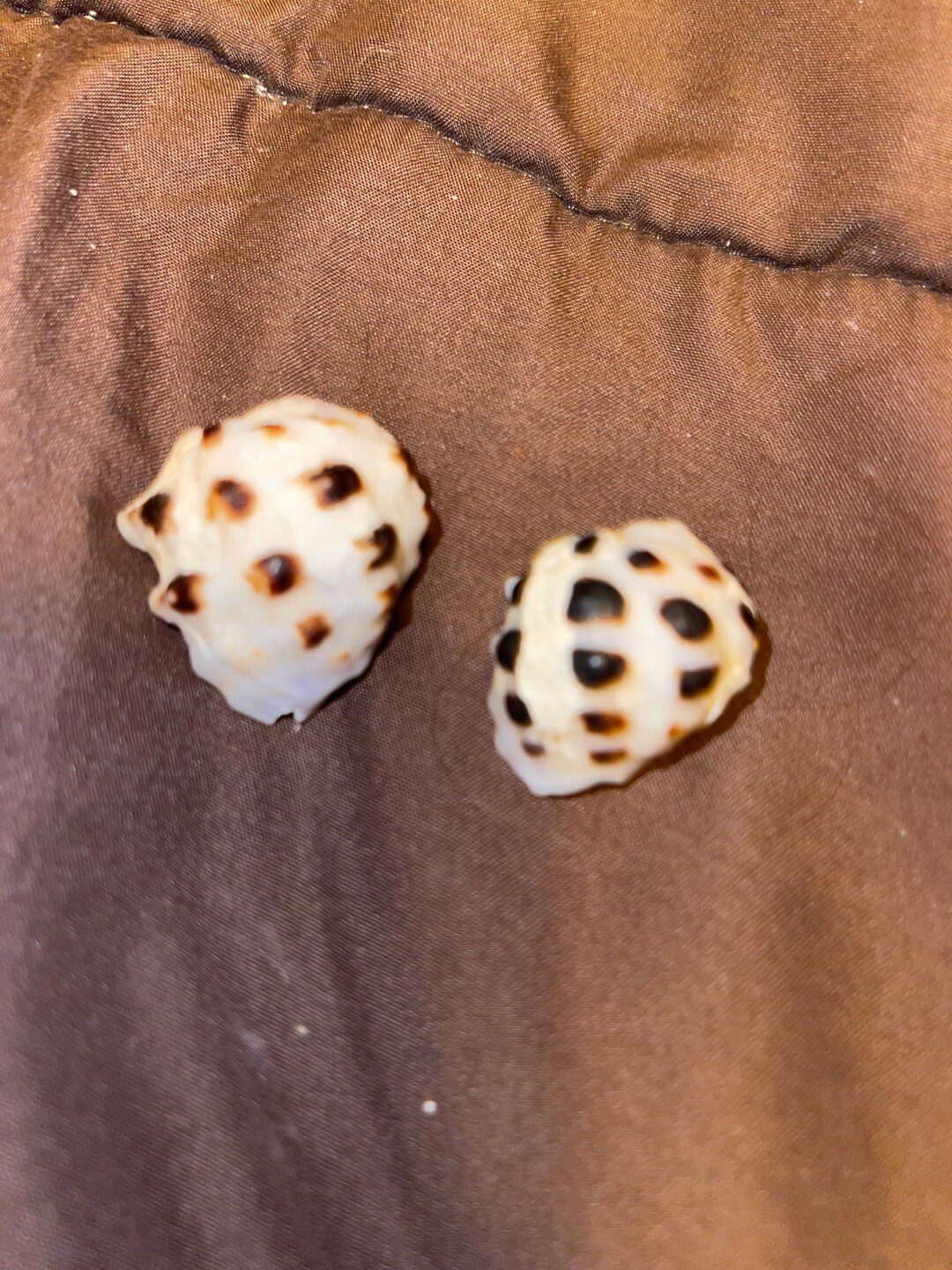 Mullberry Drupe Shells From Kauai Sets of 2 or 4 - Etsy