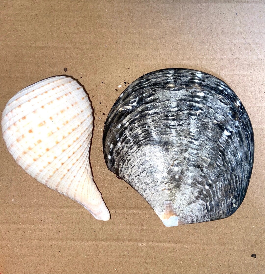 Hawaiian Seashells Huge Oyster Common Fig - Etsy