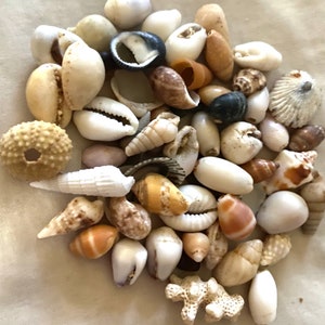 Seashells Variety Kupee Niihau Poleho Drupe Cowrie Sea Glass Small ...