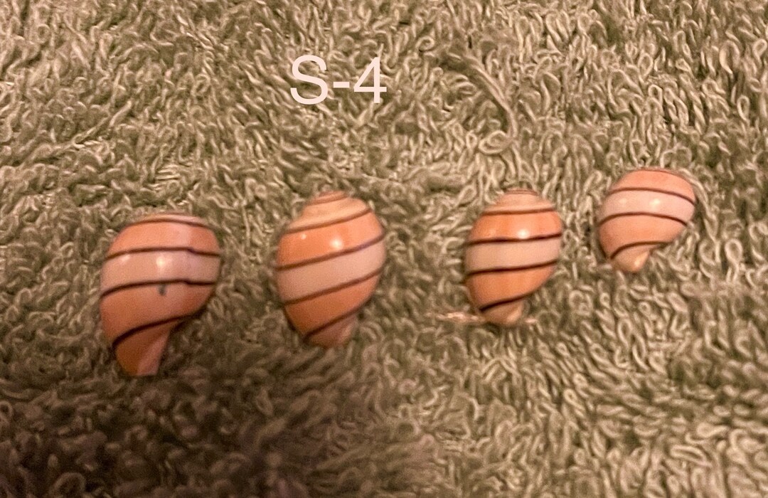 Hydatina Amplustre Pink Bubble Shells From Hawaii - Etsy