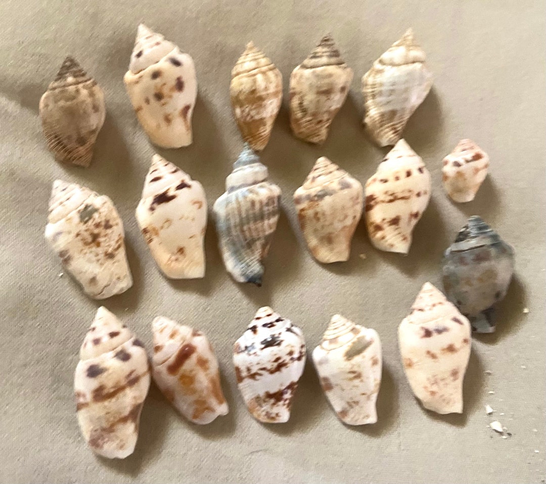Alilea Hawaiian Seashells Spotted Strom Loose for Crafts and Jewelry - Etsy