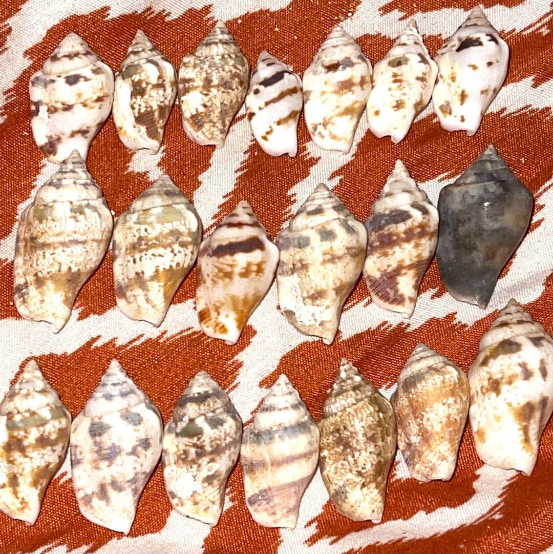 Alilea Hawaiian Seashells Spotted Strom Loose for Crafts and Jewelry - Etsy