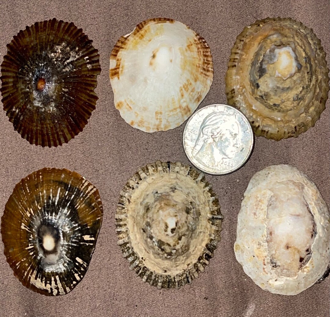 Hawaiian Opihi Limpet Shells for Pendants From Kauai XXL - Etsy
