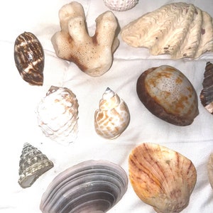 Hawaiian Seashells Cowrie Sea Urchin Clam Handpicked on Kauai - Etsy