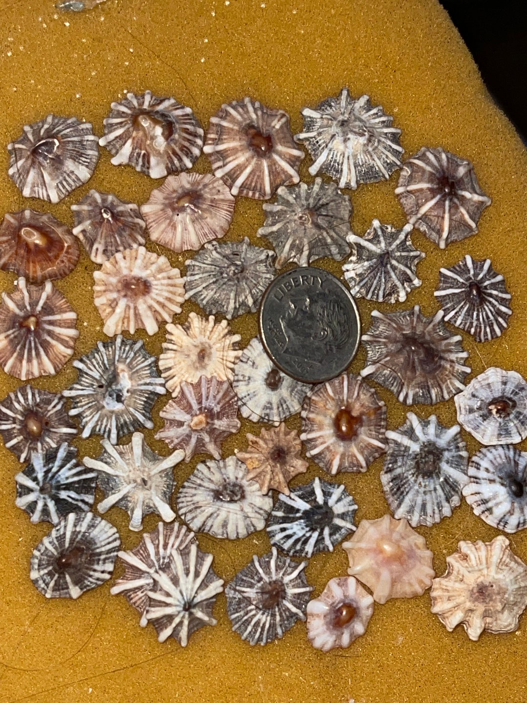 False Star Limpet Opihi Shells for Jewelry Making From Kauai - Etsy