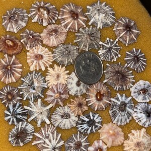False Star Limpet Opihi Shells for Jewelry Making From Kauai - Etsy