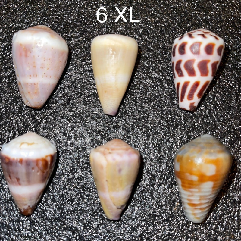 Cone Shell Jewelry - Etsy