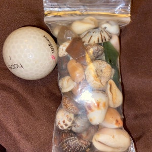 Seashells Variety Kupee Niihau Poleho Drupe Cowrie Sea Glass Small ...