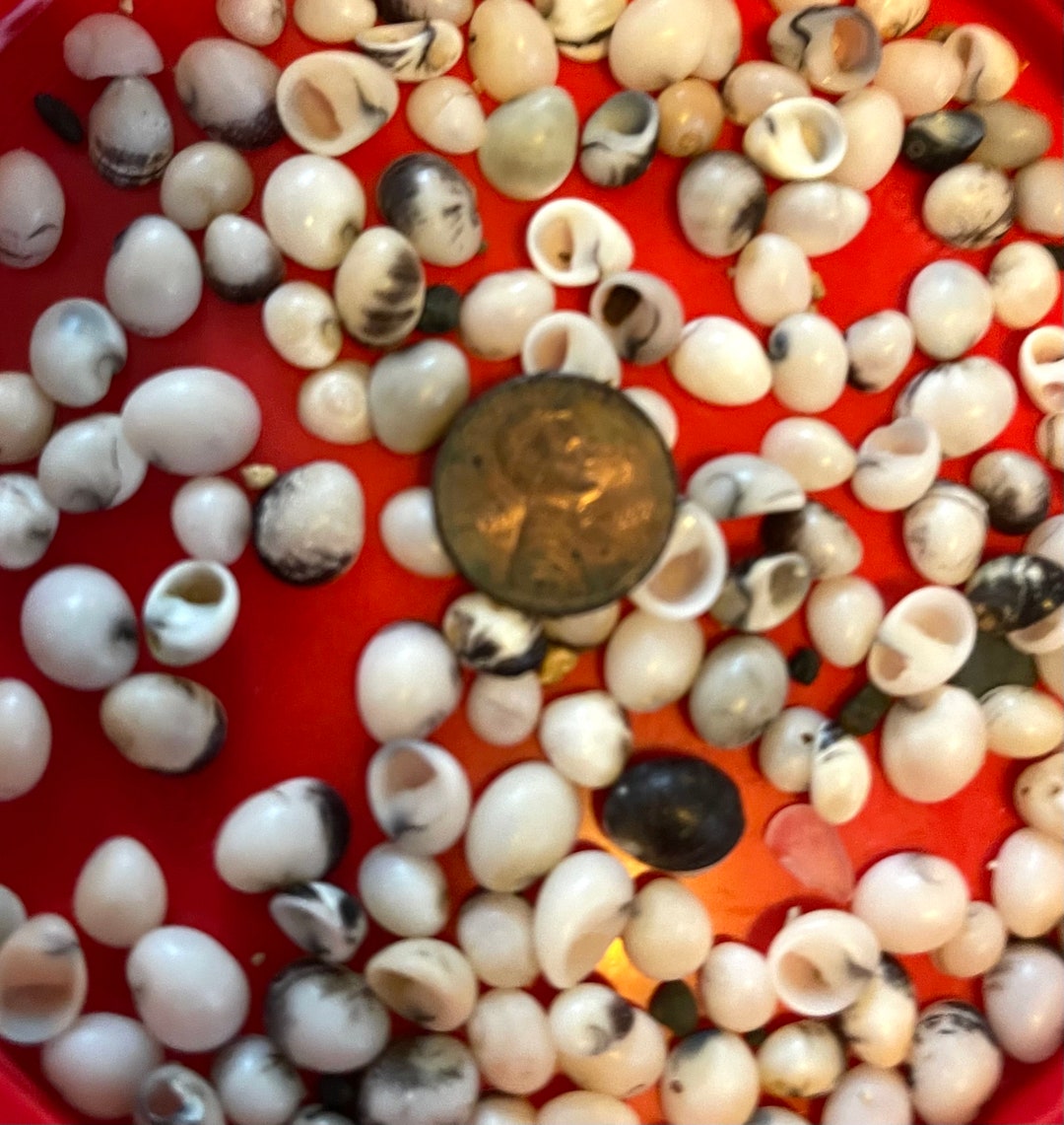 Kupee Pipipi Shells White 60, 90 Pcs for Crafts Jewelry - Etsy