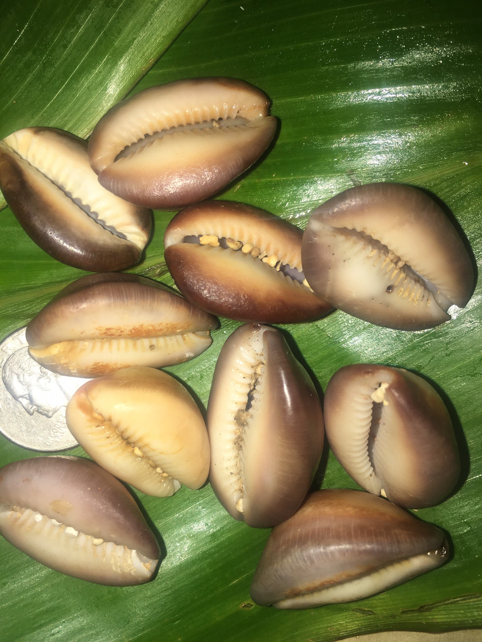 Cowrie Shells for Hawaiian Jewelry Cypraea Kauai 10 Large | Etsy
