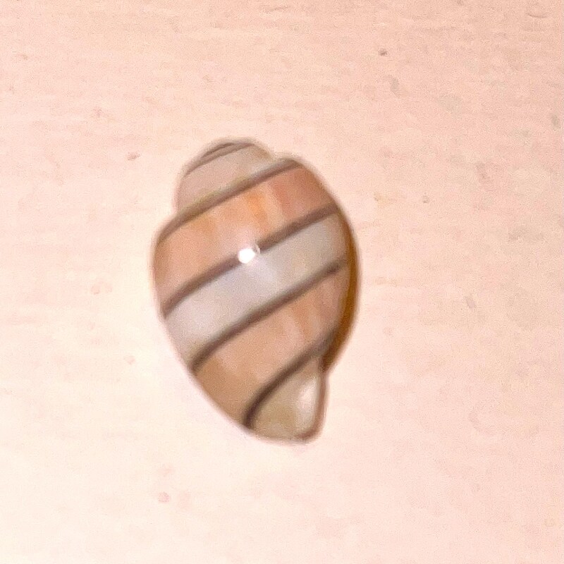 Shells From Hawaii - Etsy