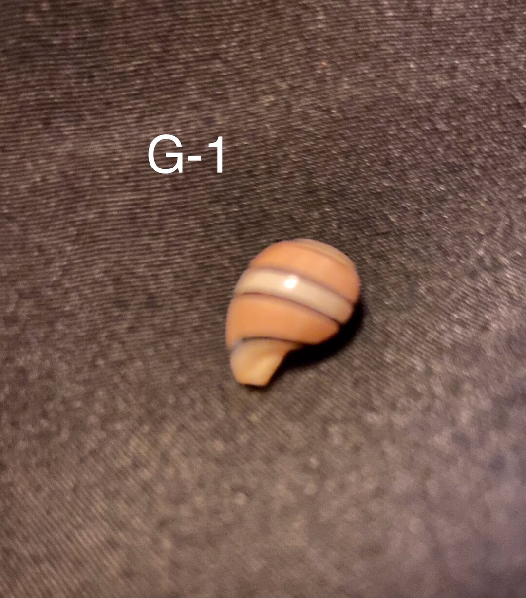 Hydatina Amplustre Pink Bubble Shells From Hawaii - Etsy