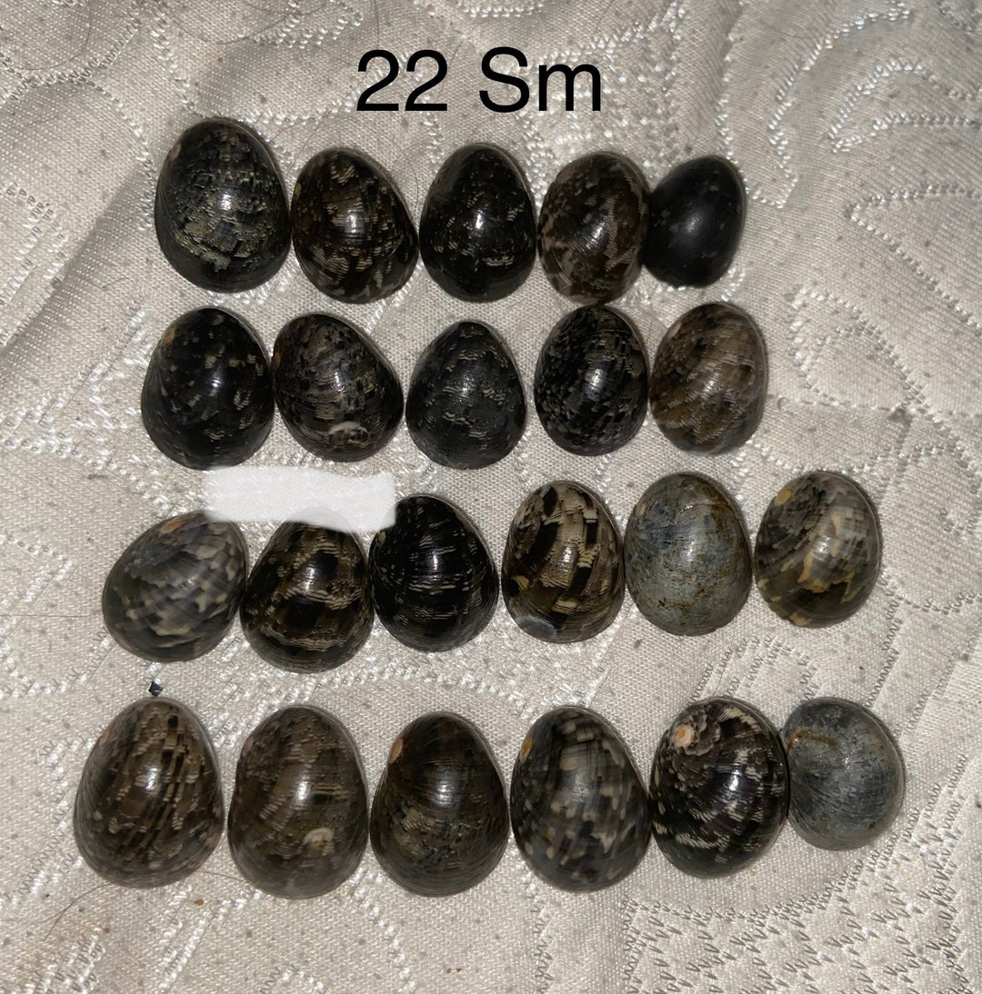 Kupee Hawaiian Seashells Nerites From Kauai 22 Small - Etsy