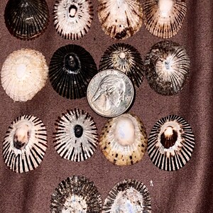 Hawaiian Opihi Limpet Shells for Pendants From Kauai Large to XL - Etsy