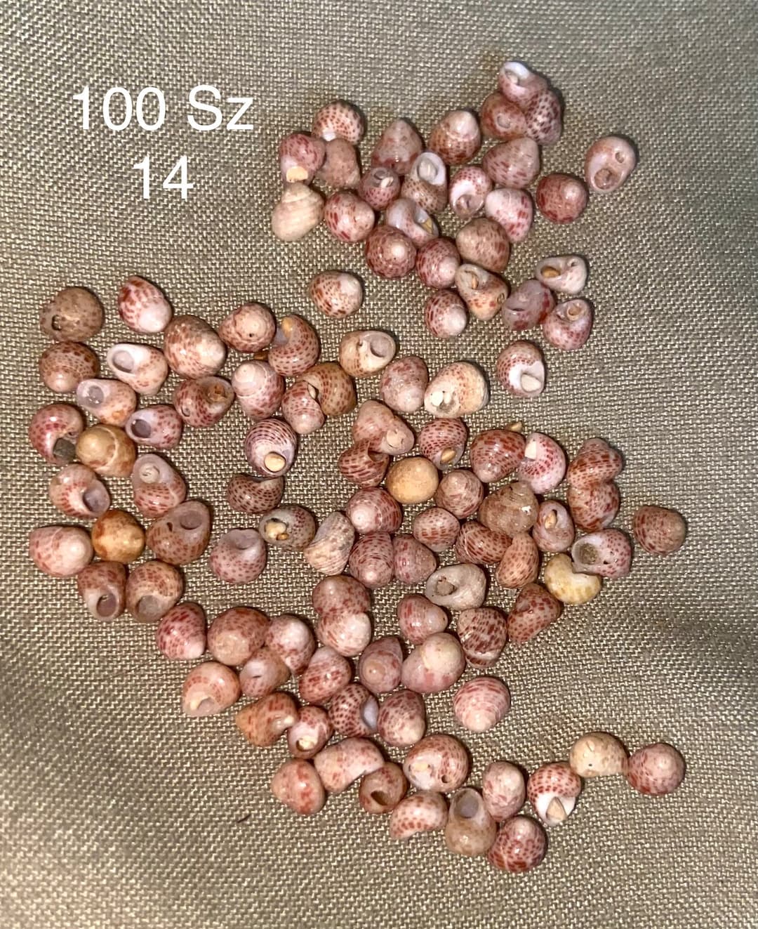 Kahelelani Niihau Shells Hawaiian Jewelry Kauai 13/14 - Etsy