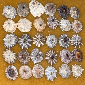 False Star Limpet Opihi Shells for Jewelry Making From Kauai - Etsy