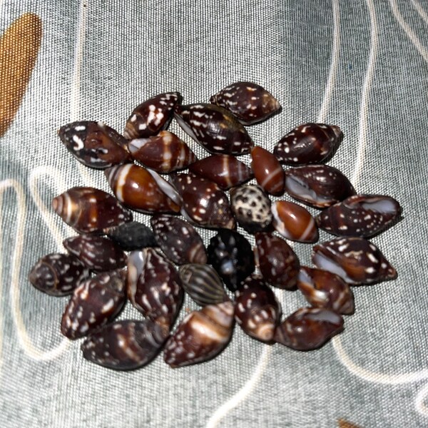 Shells From Niihau - Etsy