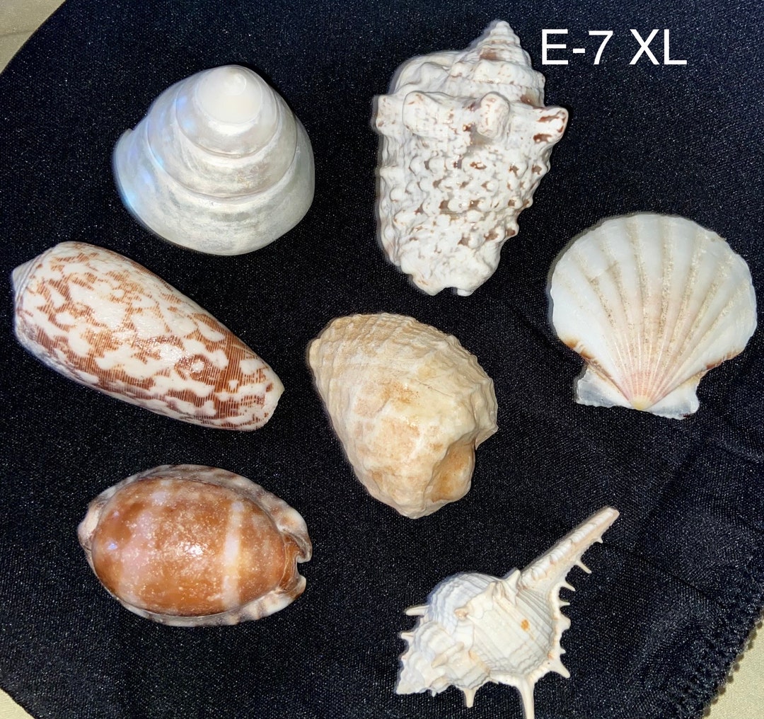 Seashell Variety Mix Shells From Kauai - Etsy