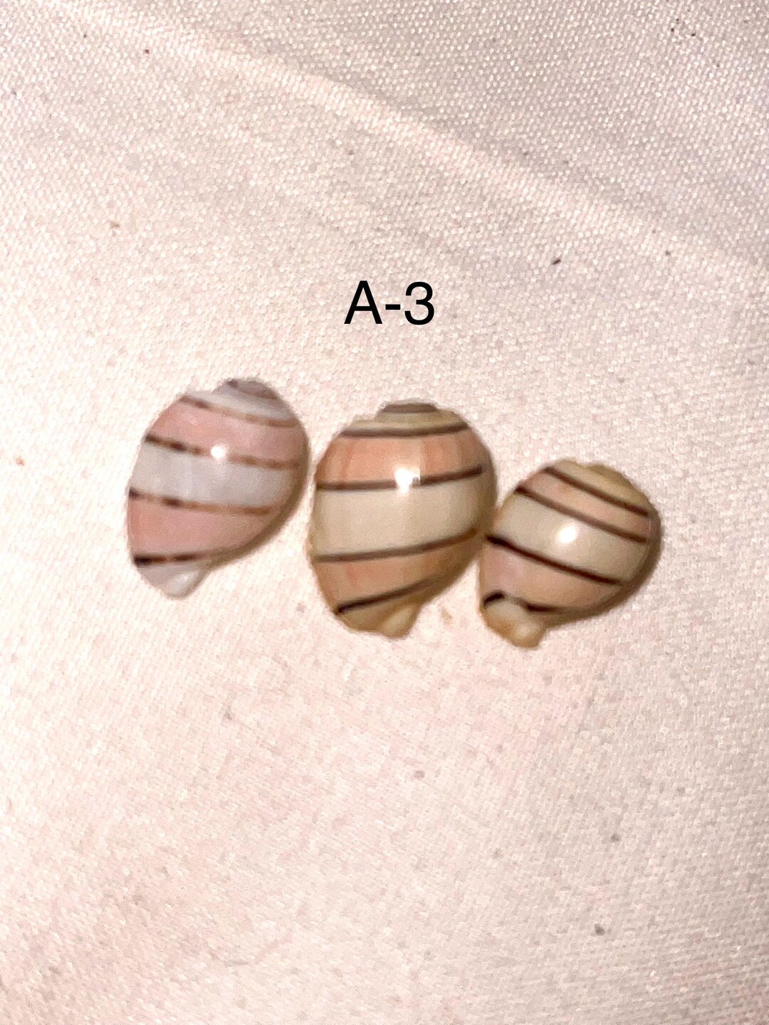Hydatina Amplustre Pink Bubble Shells From Hawaii - Etsy